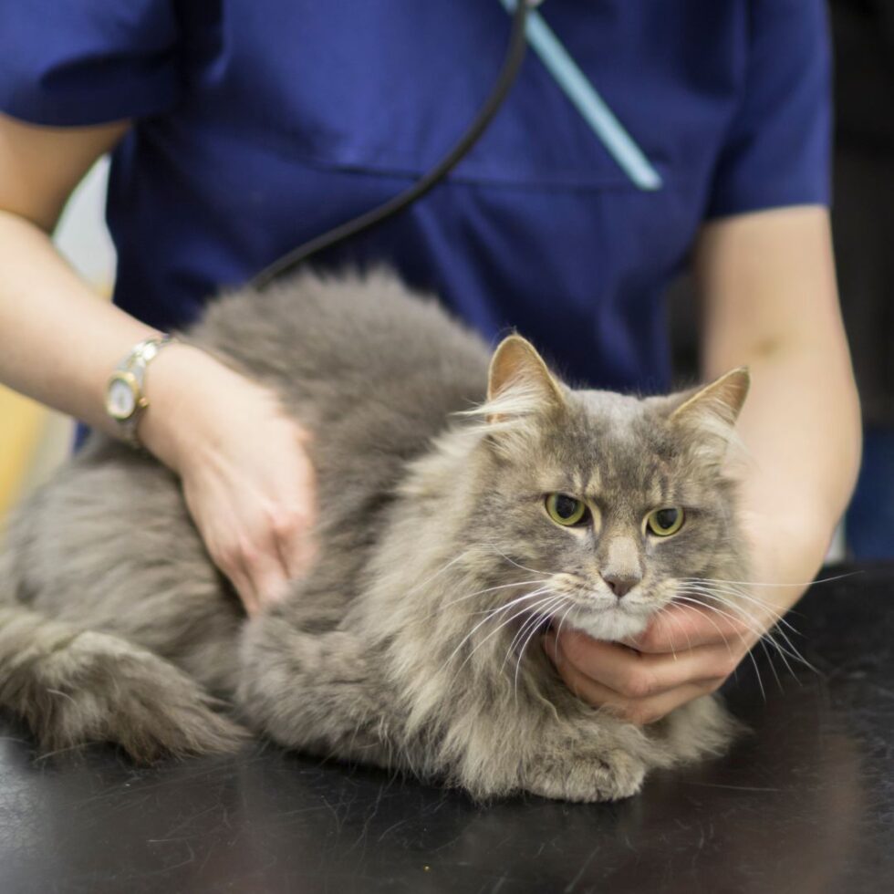 Best Vet Hospital In Johnstown, CO | Full Circle Vet Care