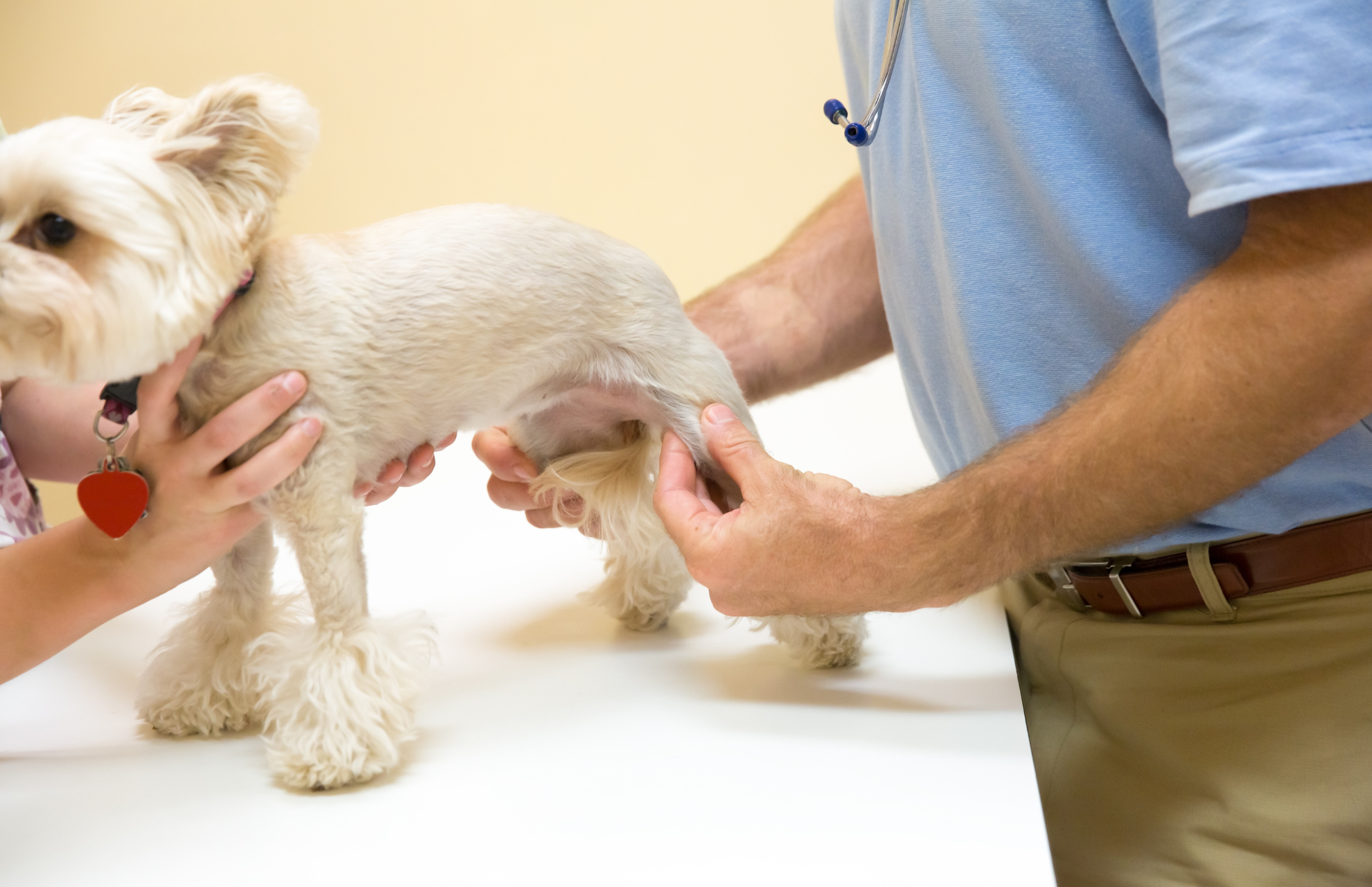When To Seek Emergency Care For A Limping Pet | Full Circle Veterinary Care
