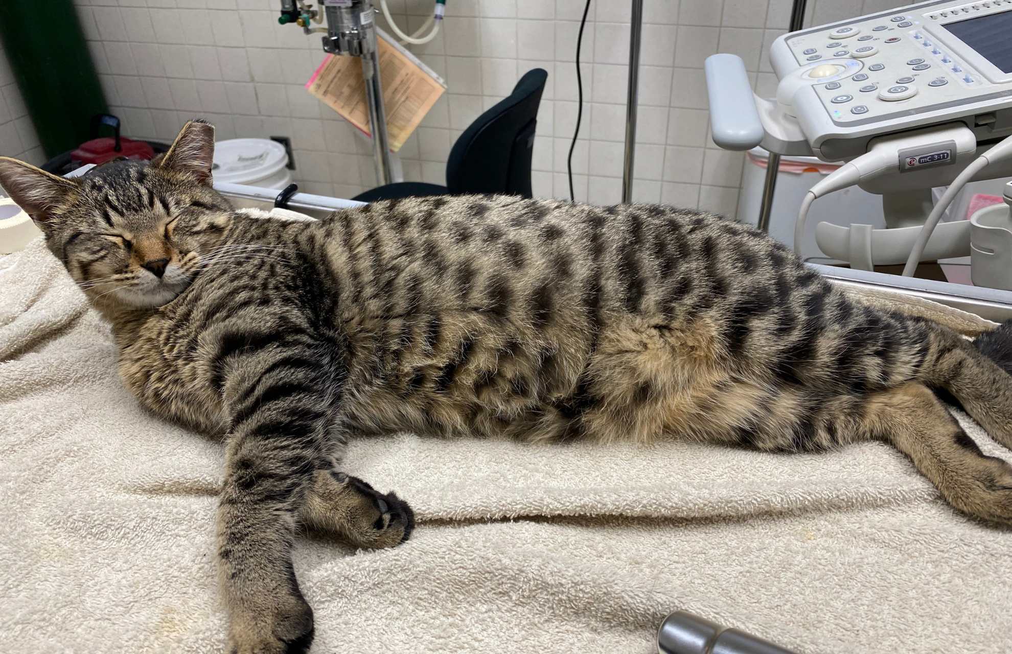 Surgery Consent Form | Full Circle Veterinary Care